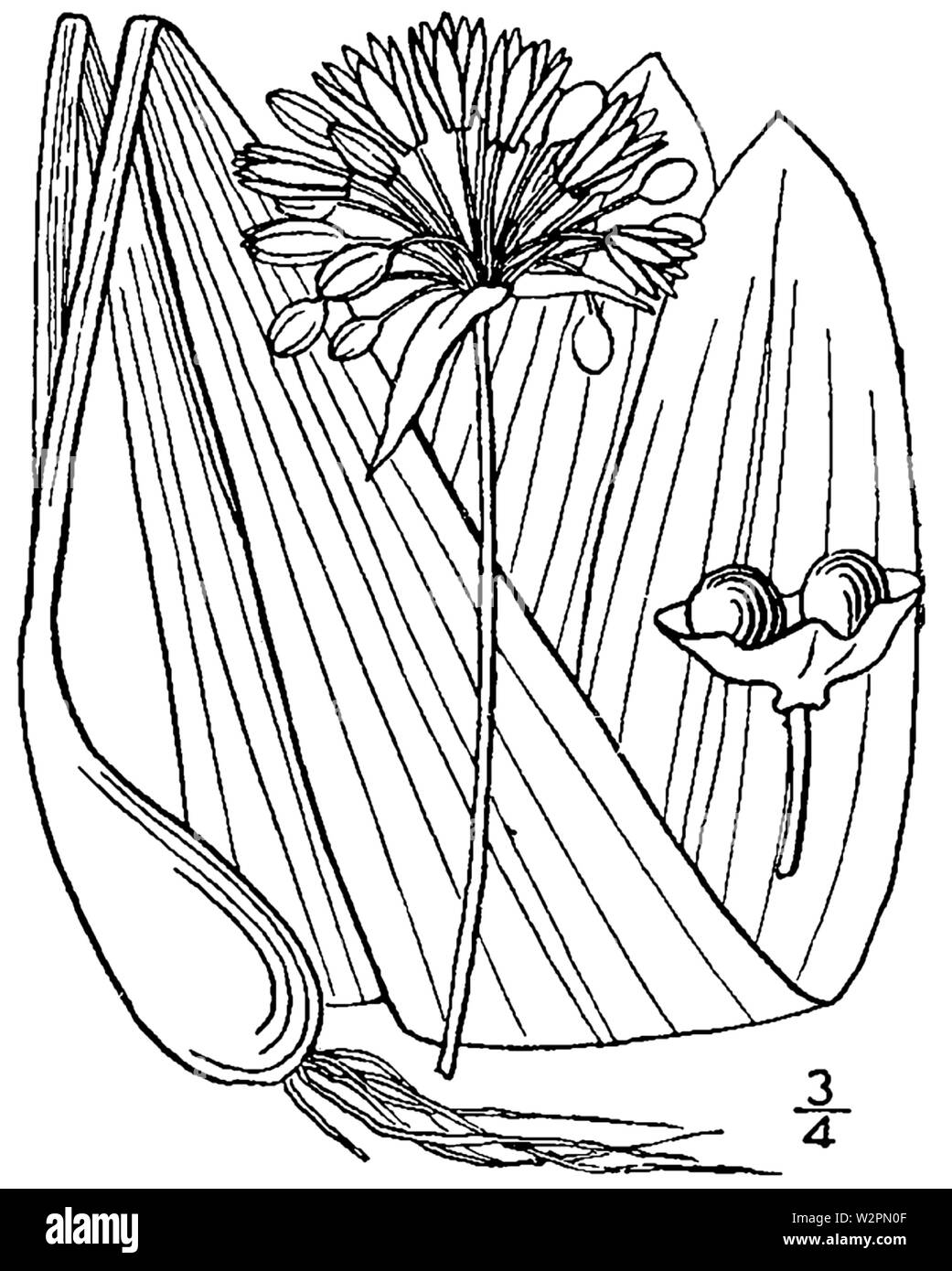 Allium tricoccum drawing Stock Photo - Alamy