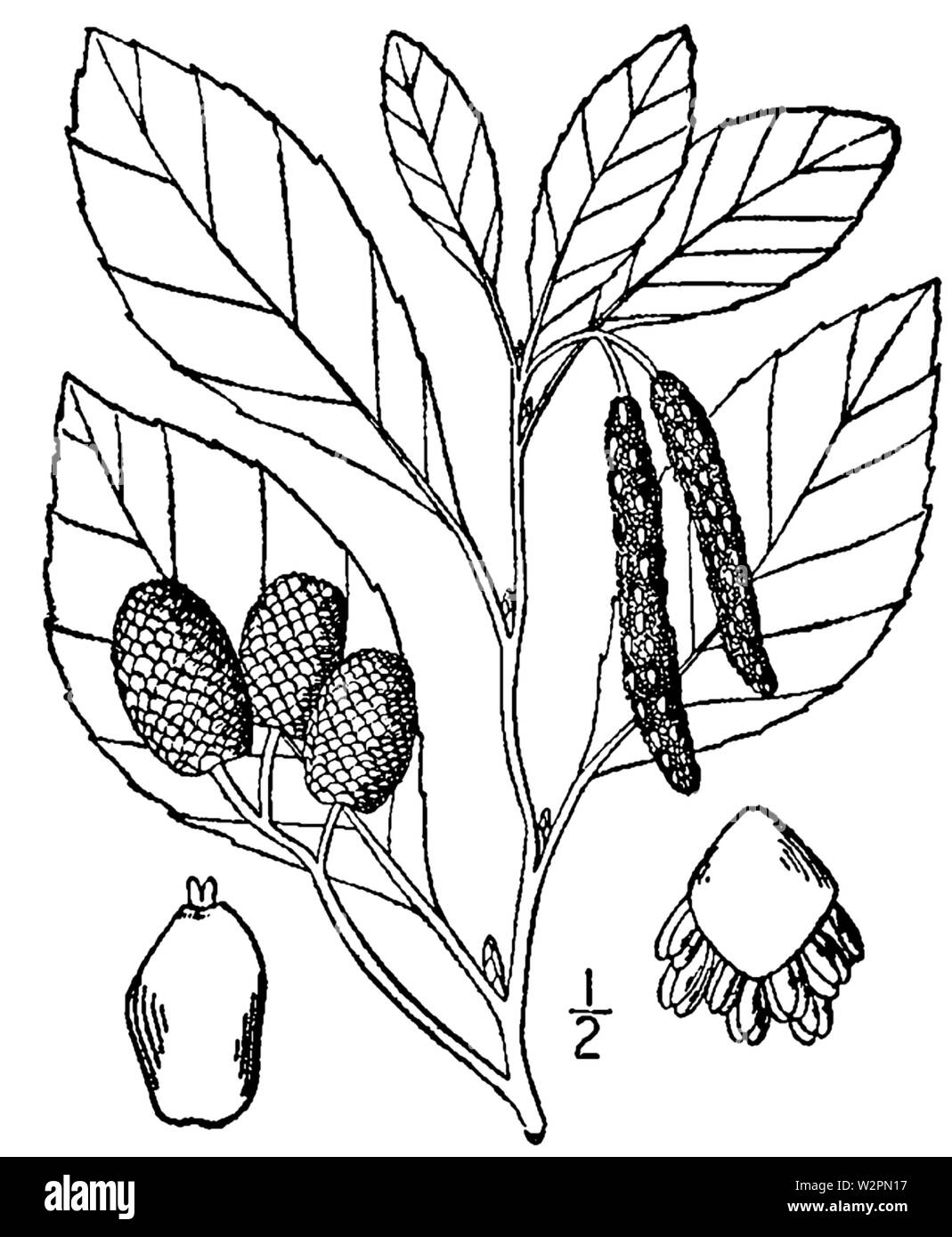 Alnus maritima drawing 1 Stock Photo - Alamy