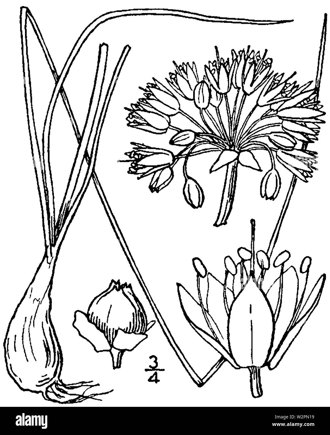 Allium stellatum hi-res stock photography and images - Alamy
