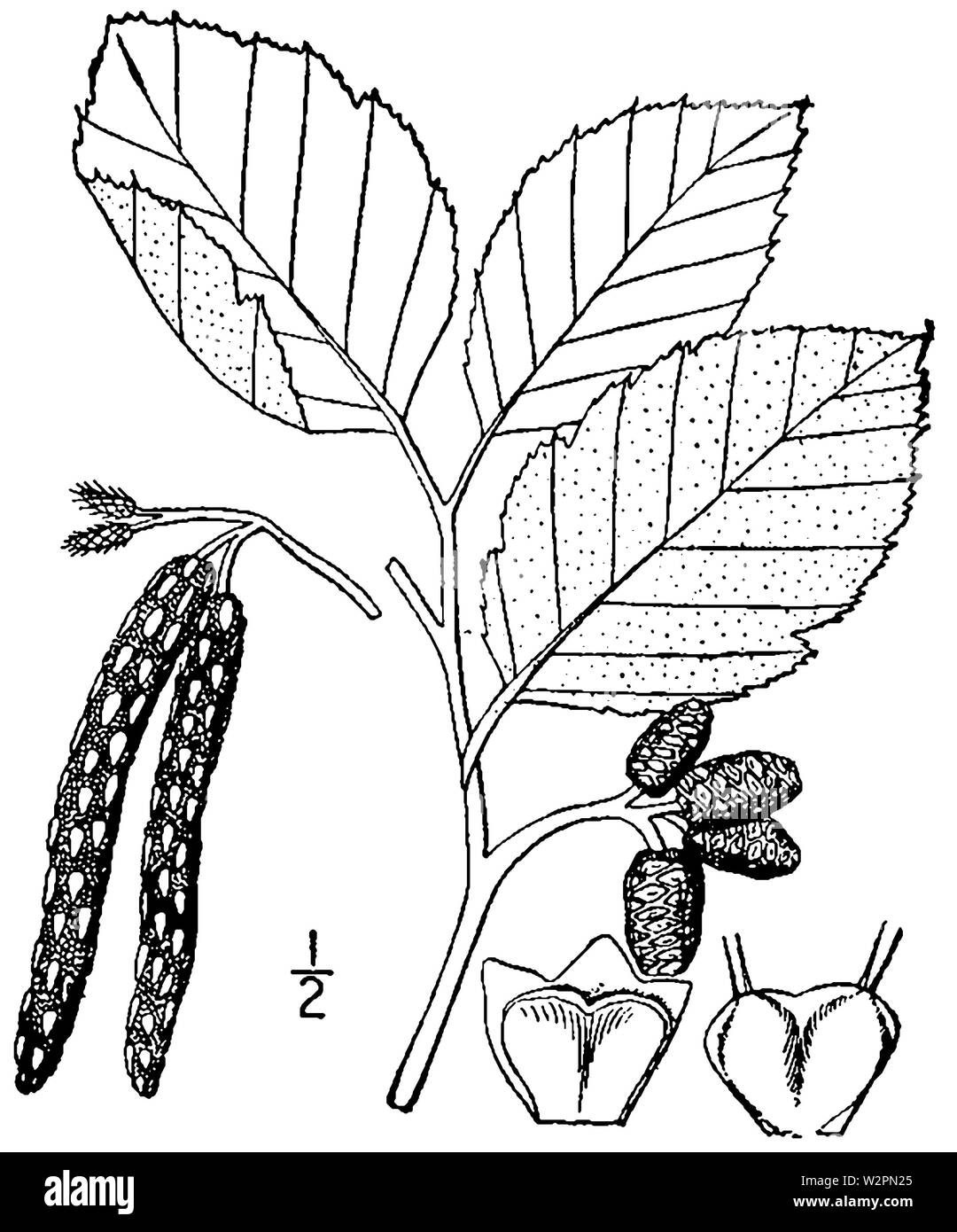 Alnus incana drawing 1 Stock Photo - Alamy