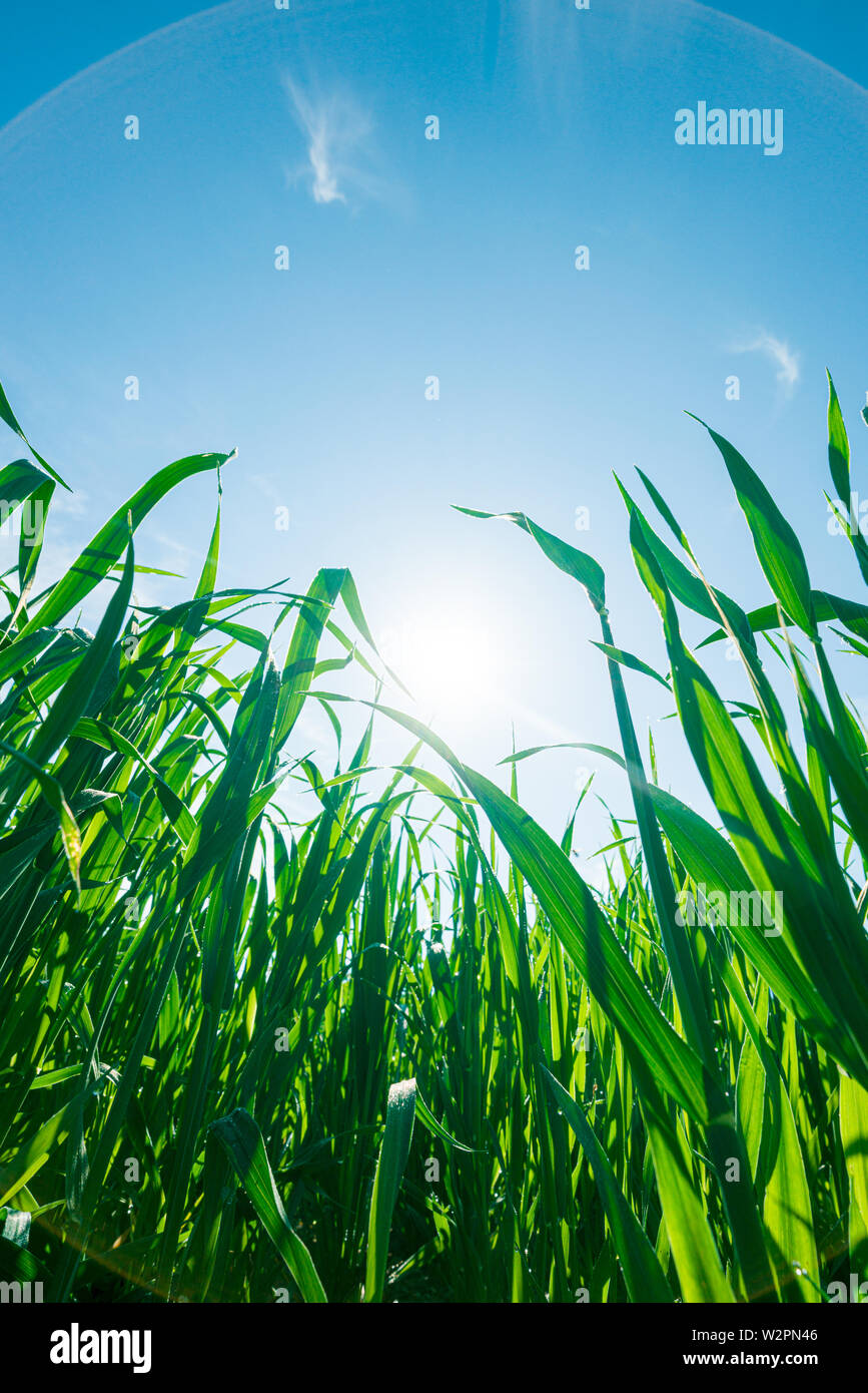 Green summer grass bottom view on sky and sun. Morning Dew on Grass at ...