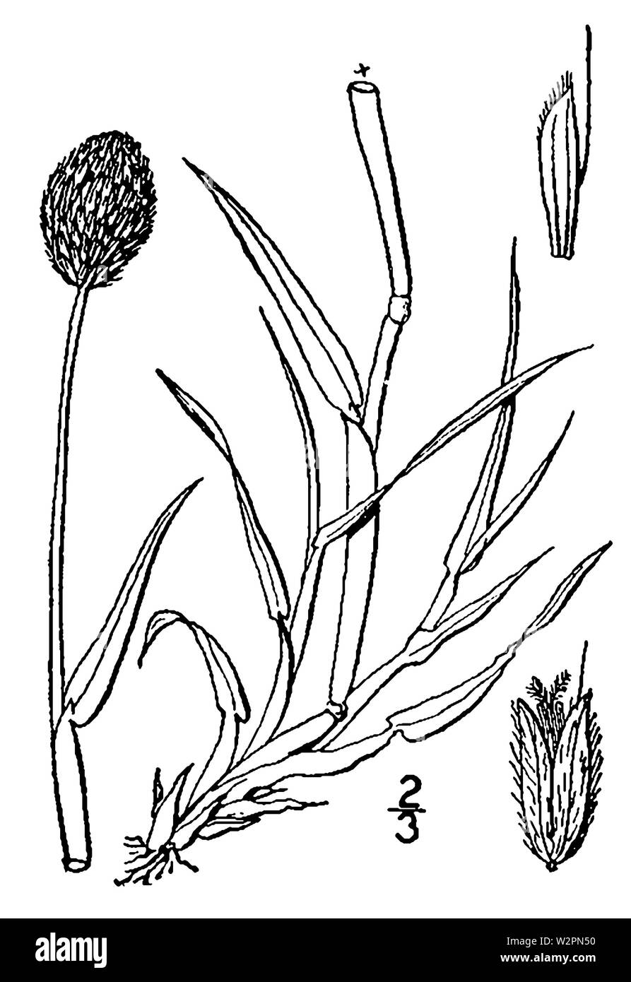 Alopecurus alpinus drawing 1 Stock Photo - Alamy