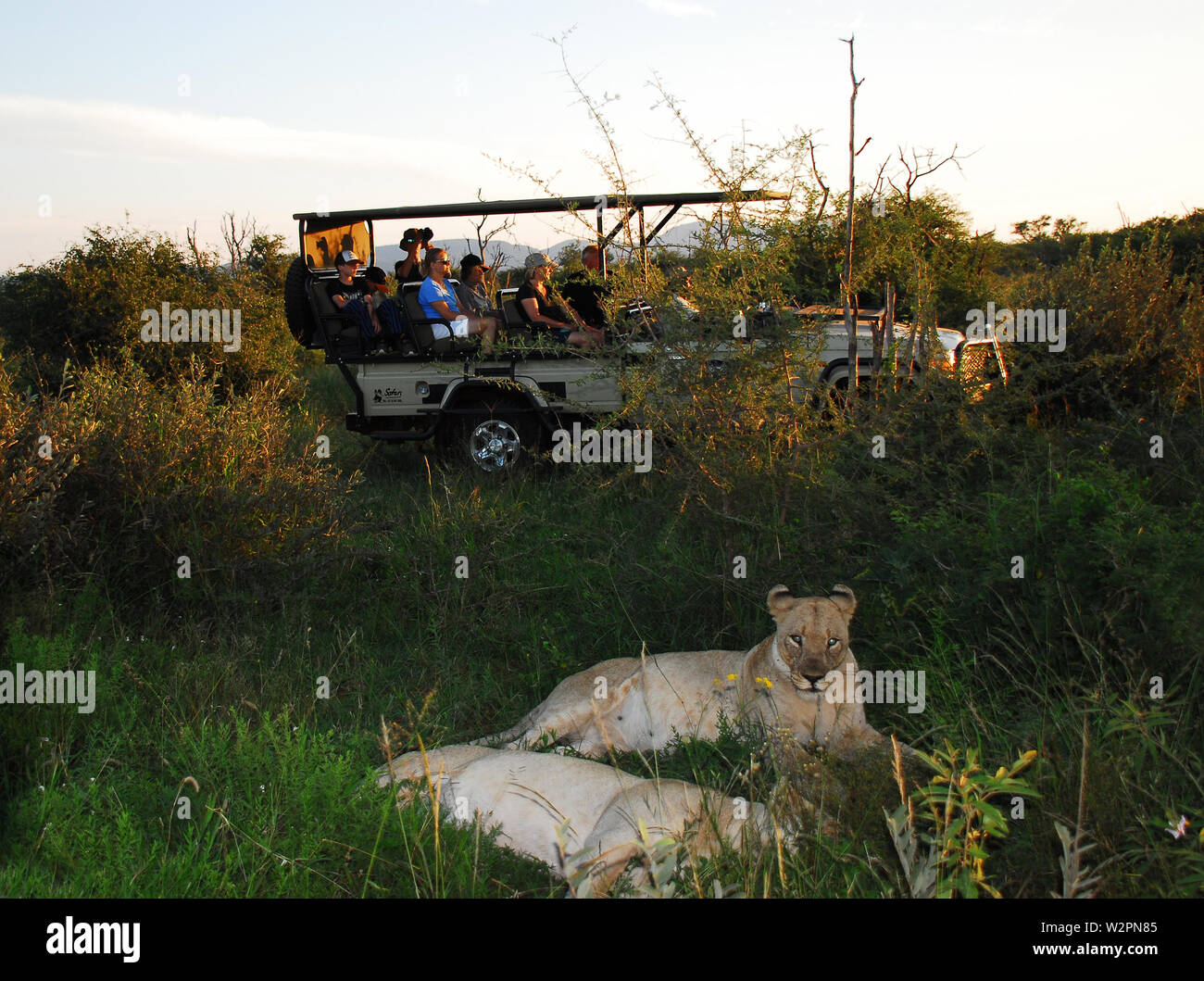 Child Viewing Lion High Resolution Stock Photography and Images - Alamy