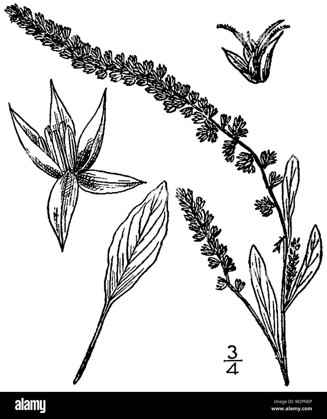 Amaranthus arenicola BB-1913 Stock Photo - Alamy