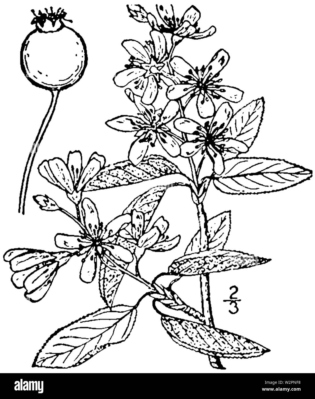 Amelanchier intermedia drawing Stock Photo - Alamy