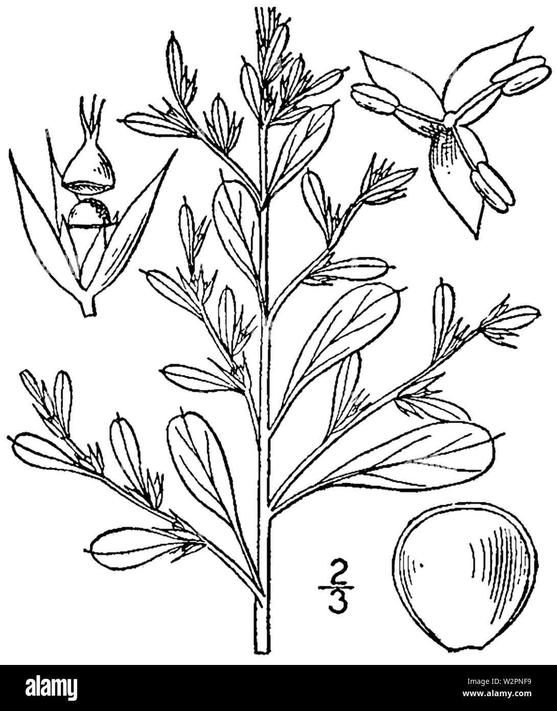 Albus Cut Out Stock Images & Pictures - Alamy