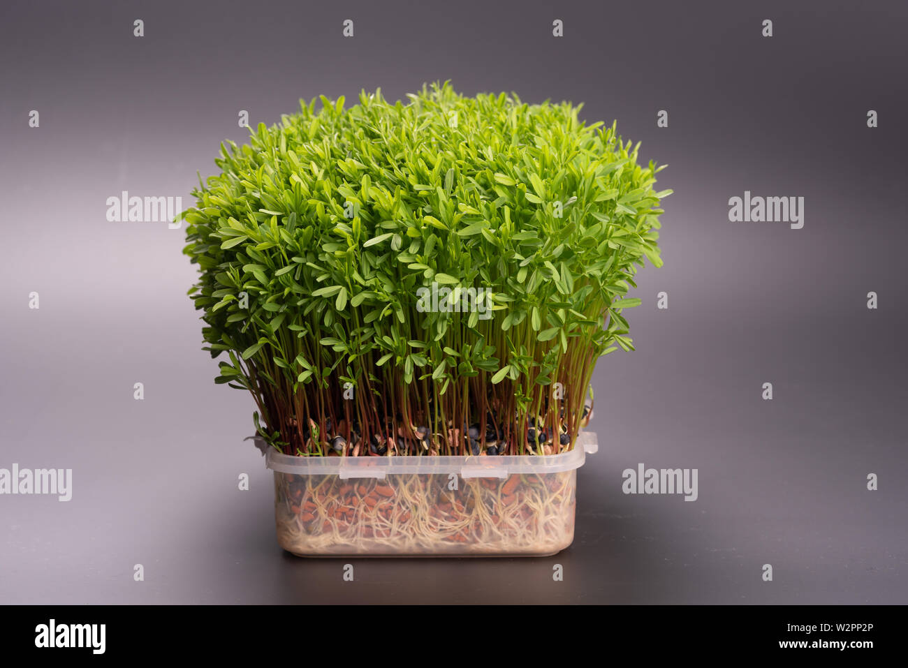 green sprouts edible plants. microgreens nutrition Stock Photo - Alamy