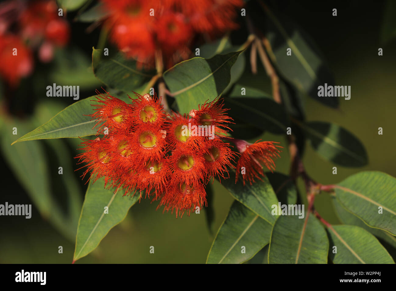 Eucalyptus tree blossom in Australia Stock Photo - Alamy