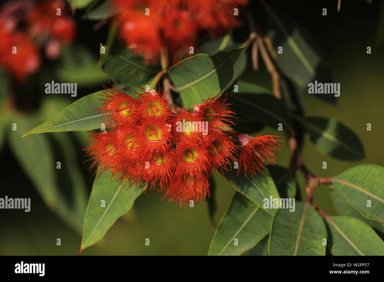 Eucalyptus tree blossom in Australia Stock Photo - Alamy