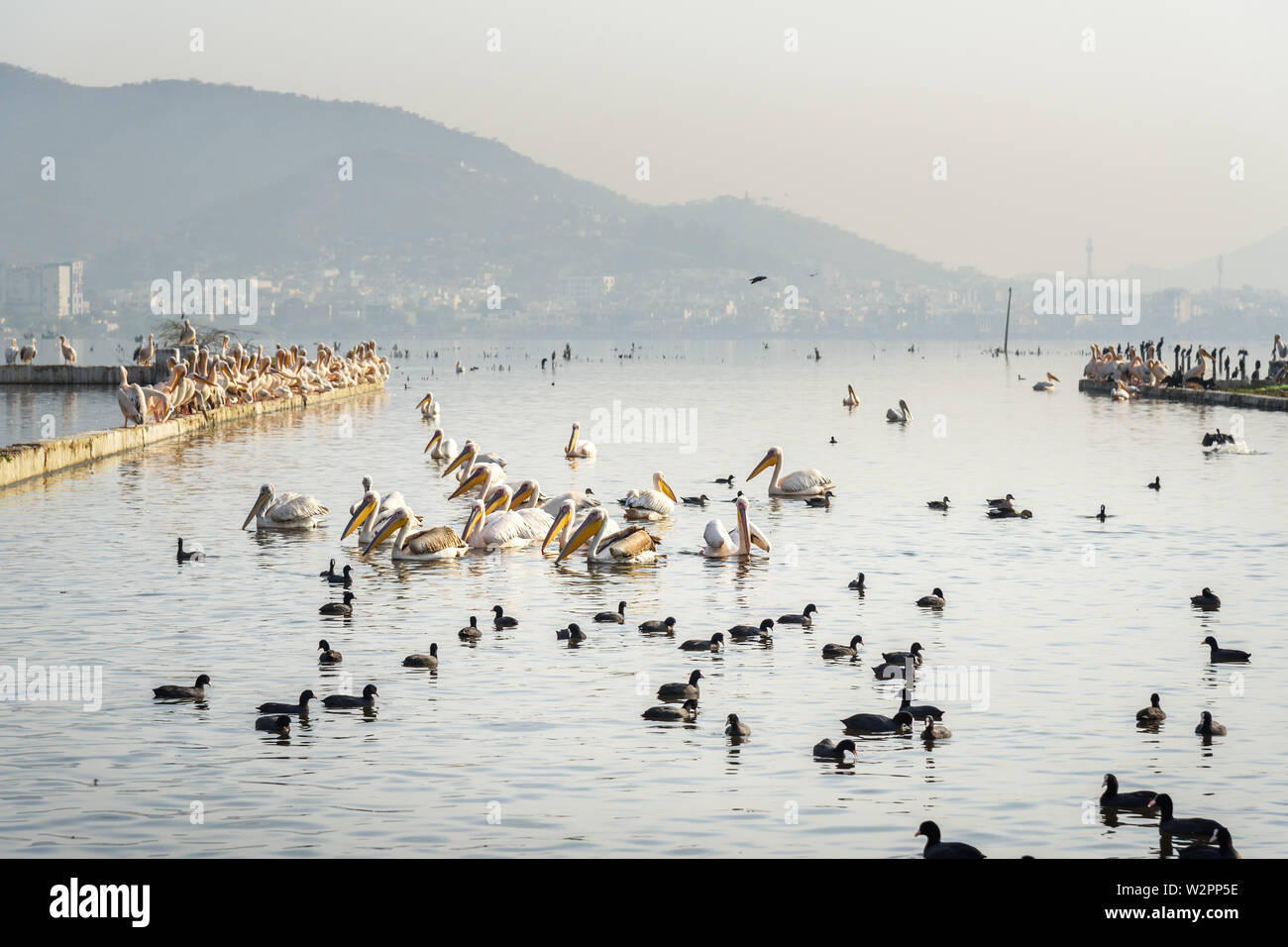 Migratory Pelican Birds and Black Ducks on Lake Anasagar in Ajmer ...