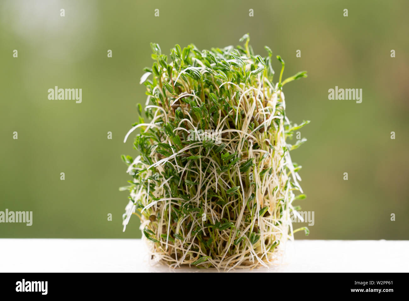 Fresh microgreens closeup. Growing sprouts for salad Stock Photo - Alamy