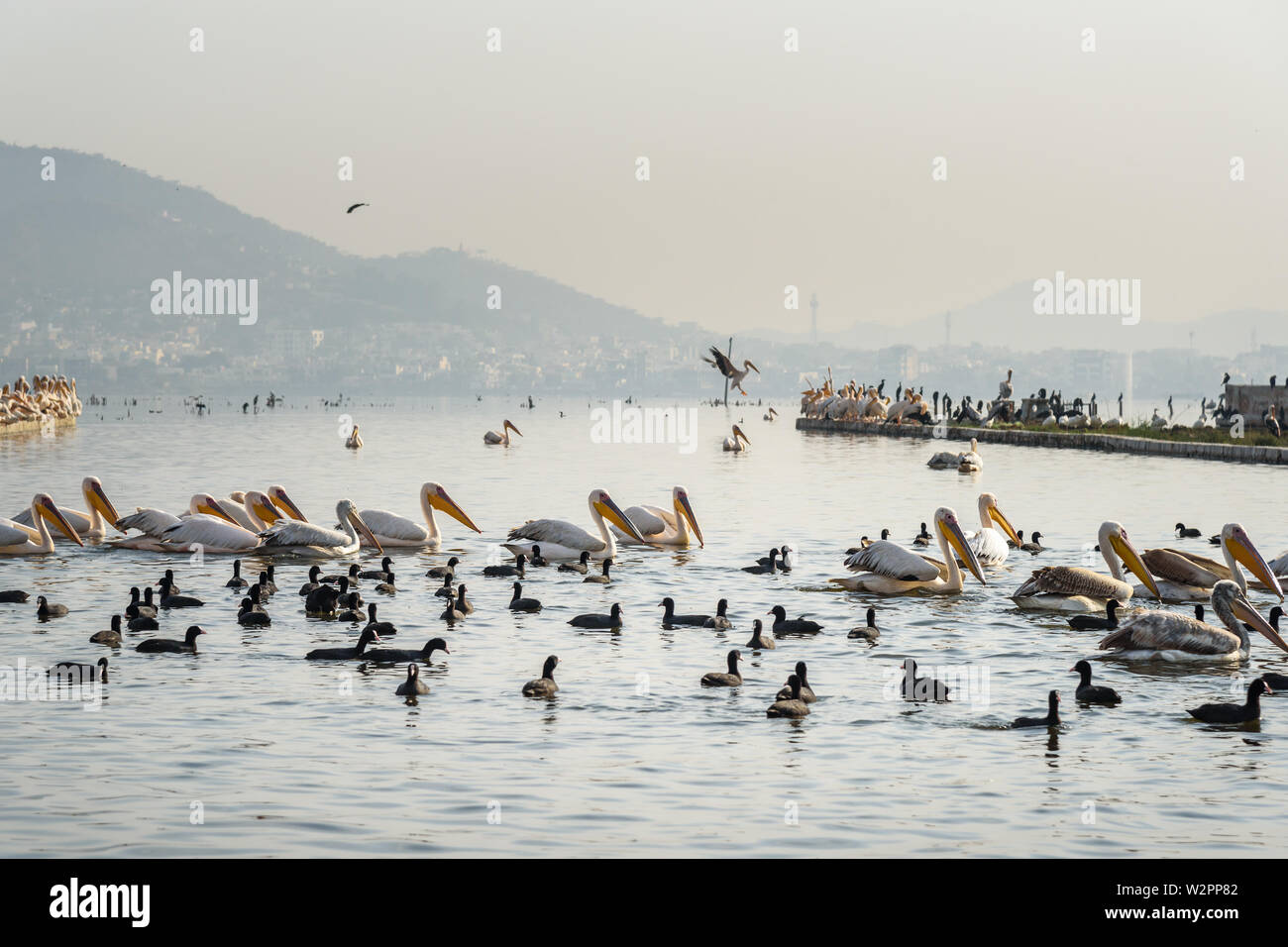 Migratory Pelican Birds and Black Ducks on Lake Anasagar in Ajmer ...