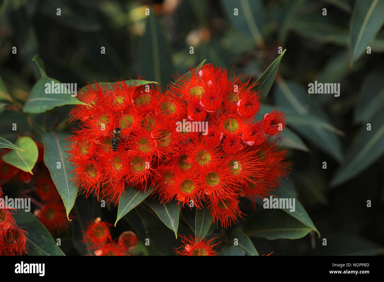 Eucalyptus tree blossom in Australia Stock Photo - Alamy