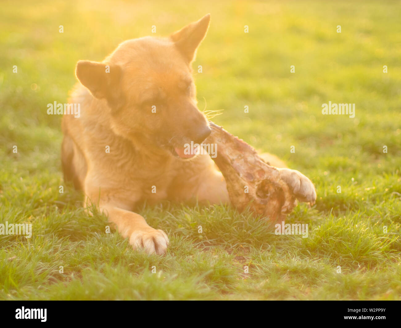 Bone spring hi-res stock photography and images - Alamy