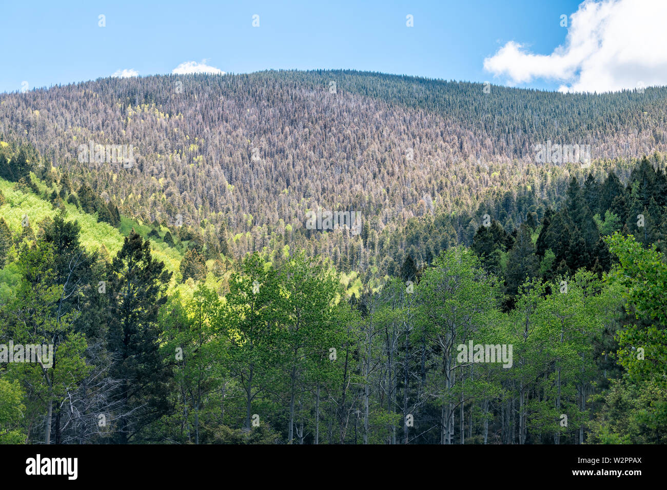 Santa Fe National Forest park Sangre de Cristo mountains with green ...