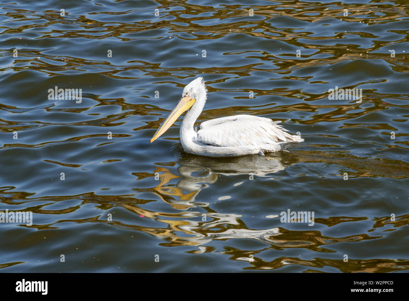 Migratory Pelican Bird on Lake Anasagar in Ajmer. Rajasthan. India ...