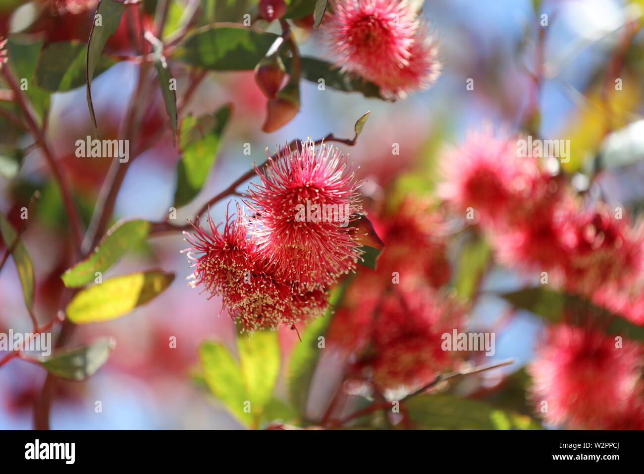 Eucalyptus tree blossom in Australia Stock Photo - Alamy