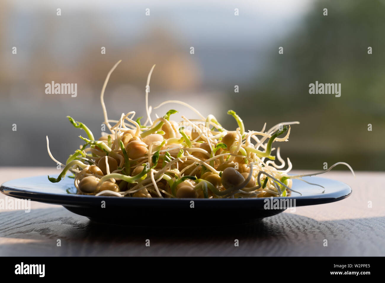 green sprouts edible plants. microgreens nutrition Stock Photo - Alamy