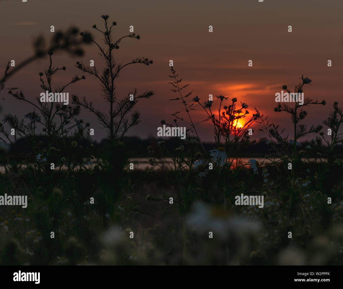 Field mystical hi-res stock photography and images - Alamy