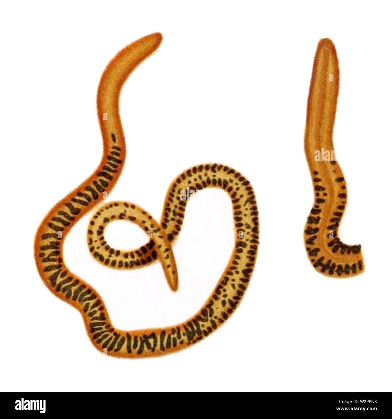 The female of the species Cut Out Stock Images & Pictures - Alamy