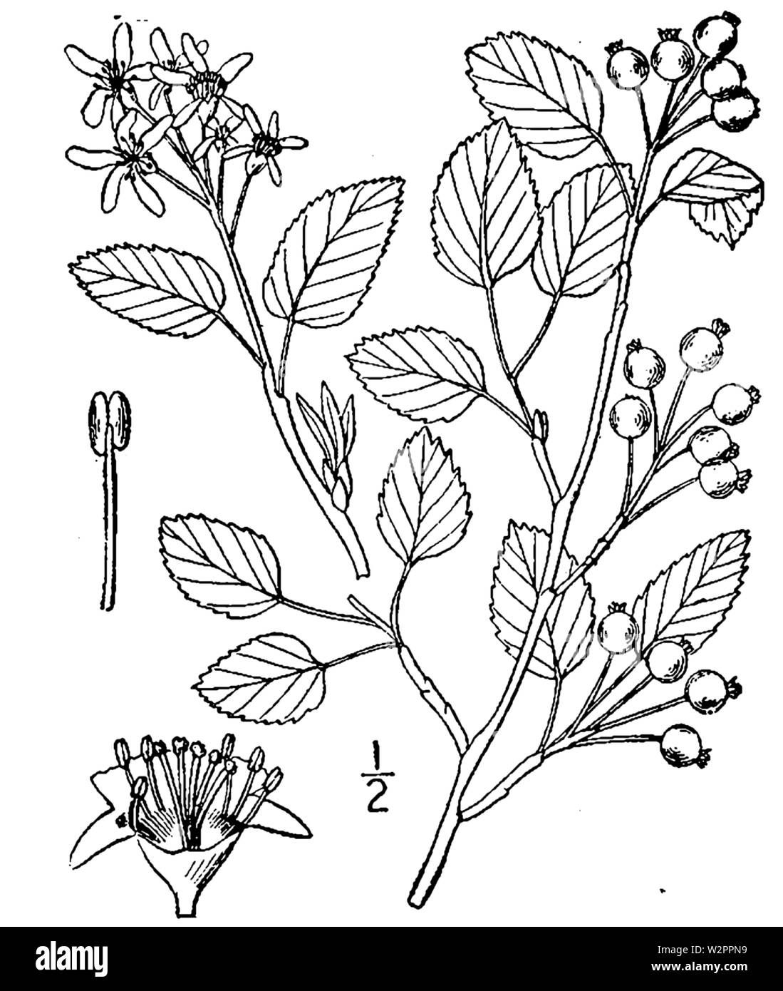 Amelanchier Stolonifera