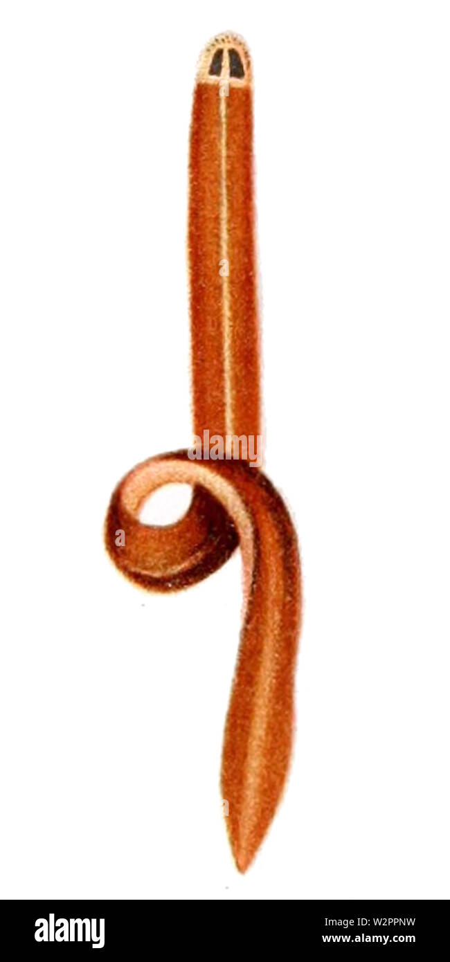 Amphiporus bimaculatus (from Coe, 1901 Stock Photo - Alamy