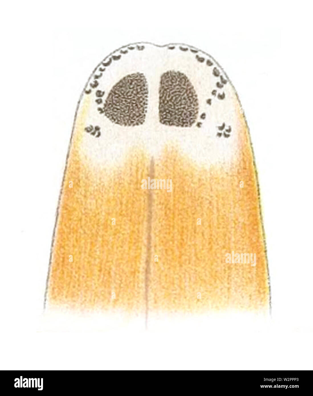 Amphiporus bimaculatus hi-res stock photography and images - Alamy