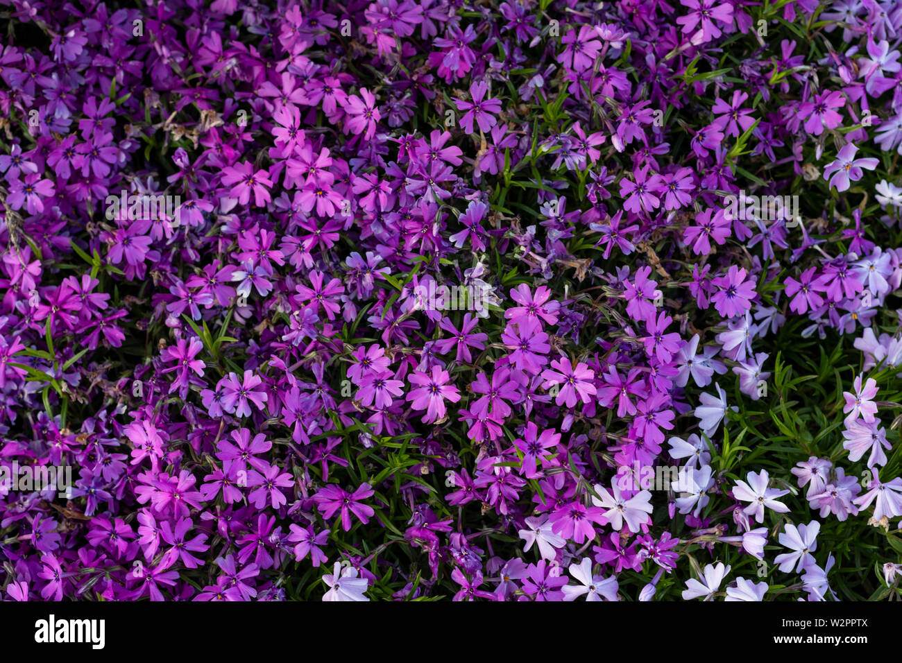 Moss phlox flowers hi-res stock photography and images - Alamy