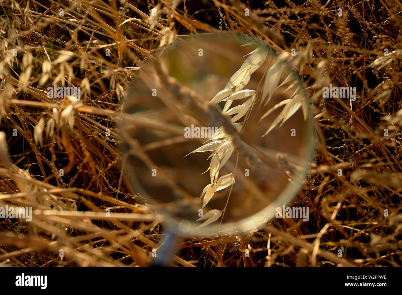 Food Magnified Stock Photos & Food Magnified Stock Images - Alamy
