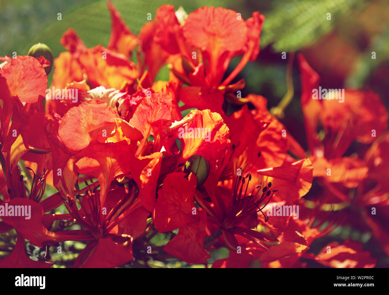 Red blooming flame tree in Australia Stock Photo - Alamy