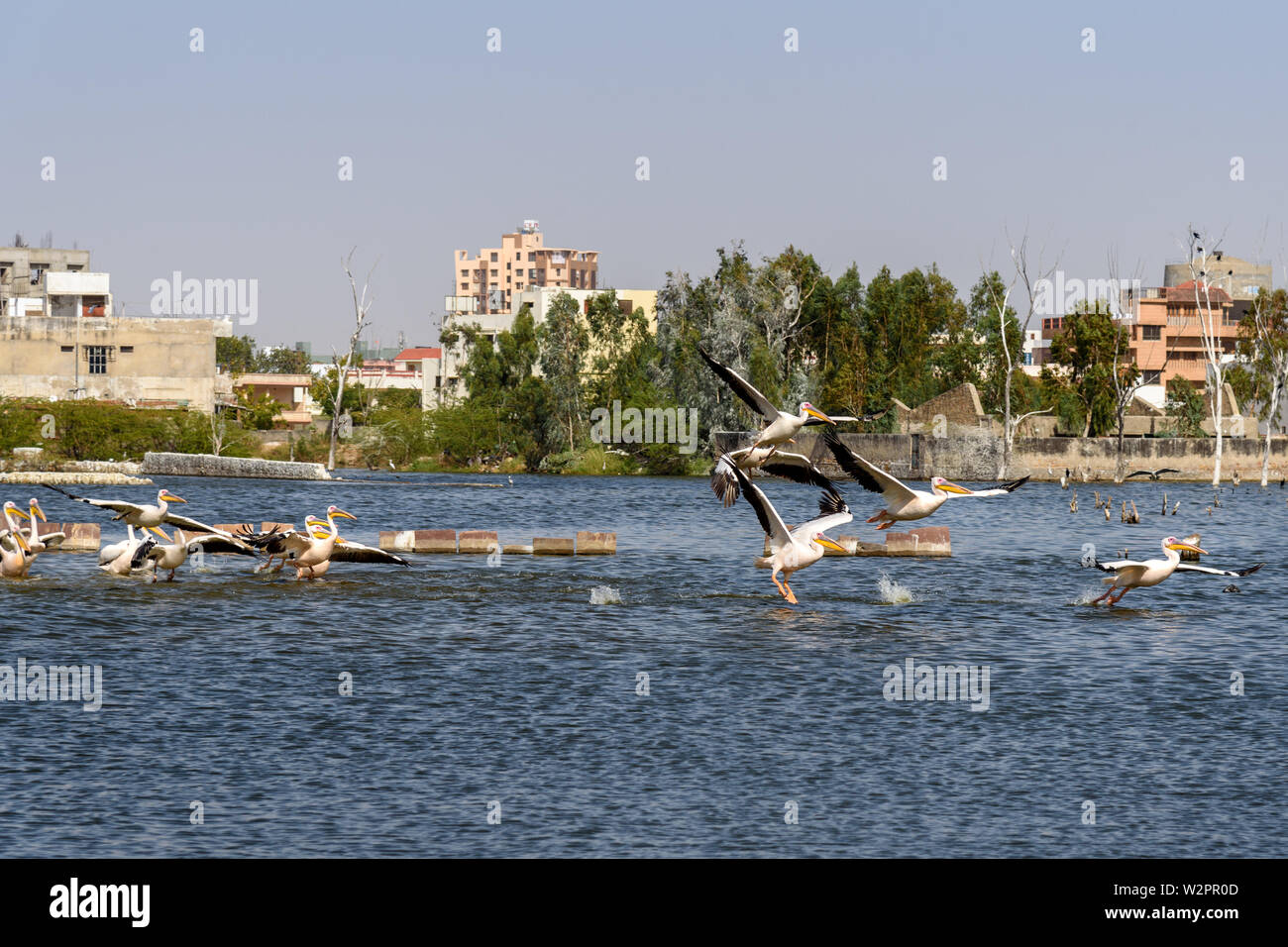 Migratory Pelican birds on Lake Anasagar in Ajmer. Rajasthan. India ...