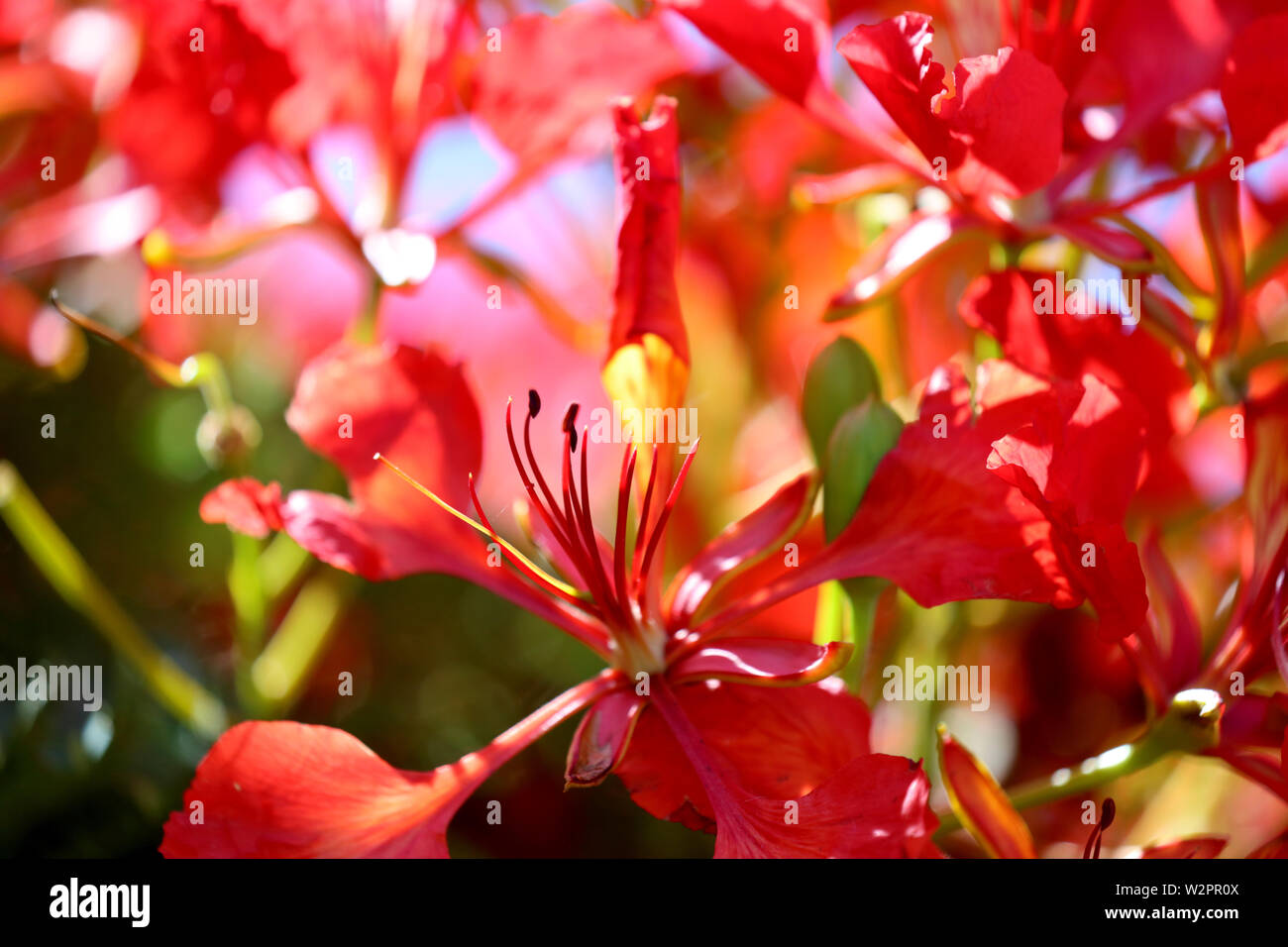 Red blooming flame tree in Australia Stock Photo - Alamy