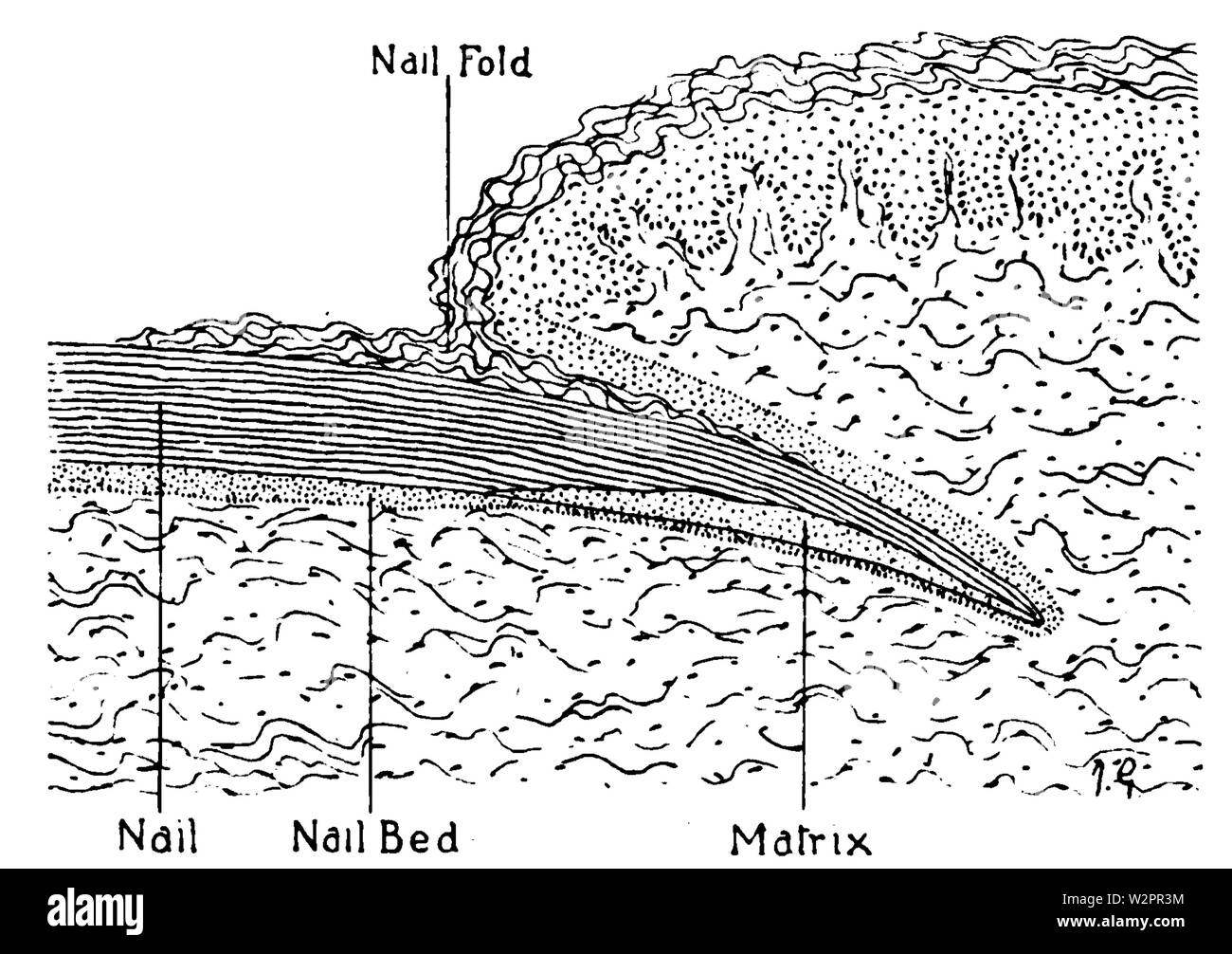 An introduction to dermatology (1905) Longitudinal section of nail ...