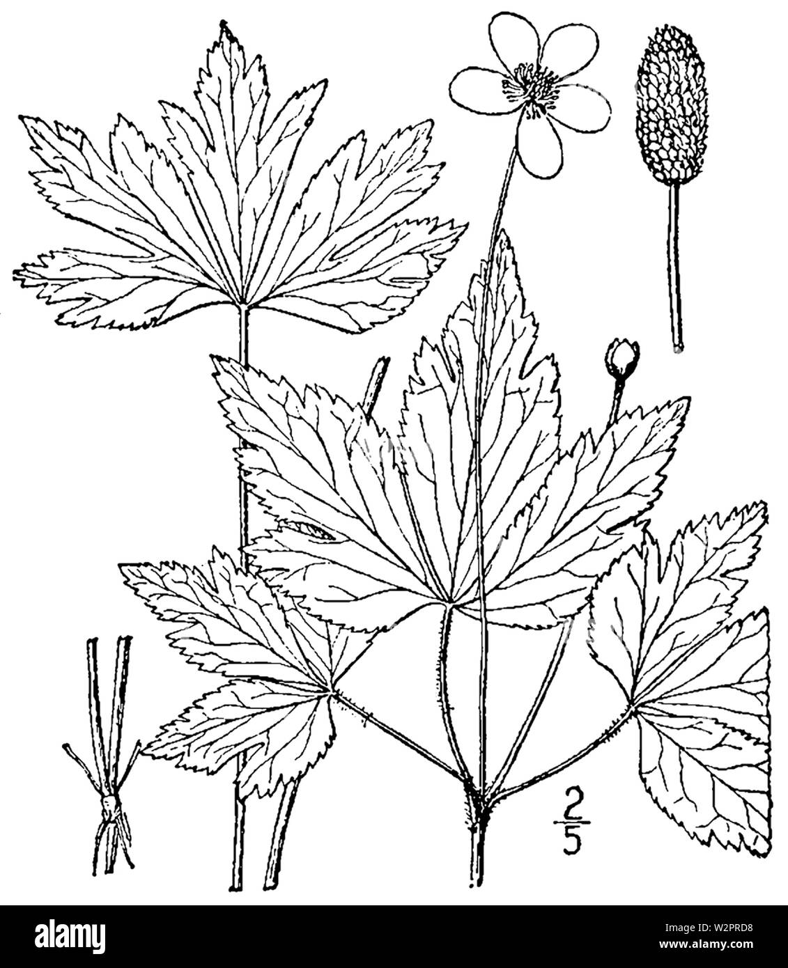 Virginia native plant Black and White Stock Photos & Images - Alamy
