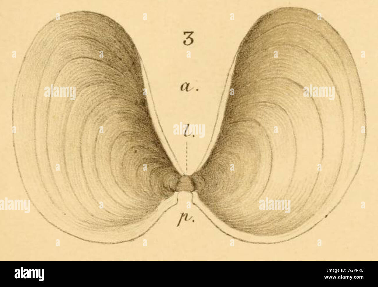 Devonia hi-res stock photography and images - Alamy
