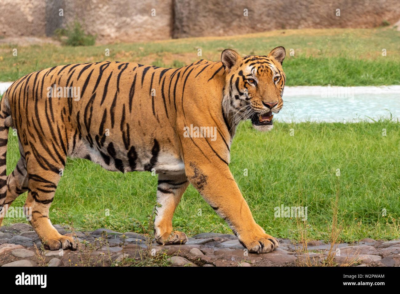 Portrait of a Royal Bengal tiger alert and staring at the camera Stock ...