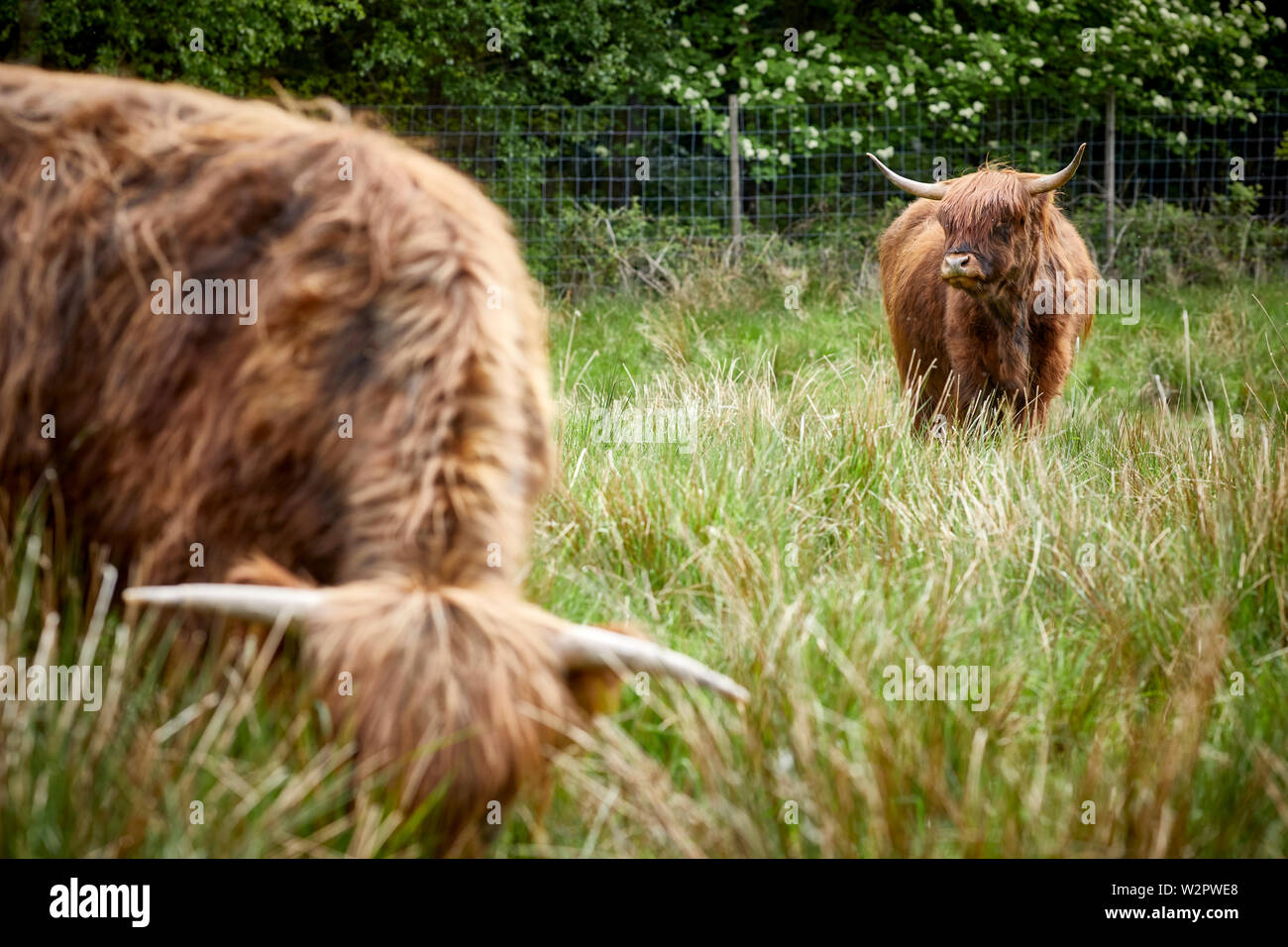Highland cattle take up residency at Lyme Park estate Disley, Cheshire ...