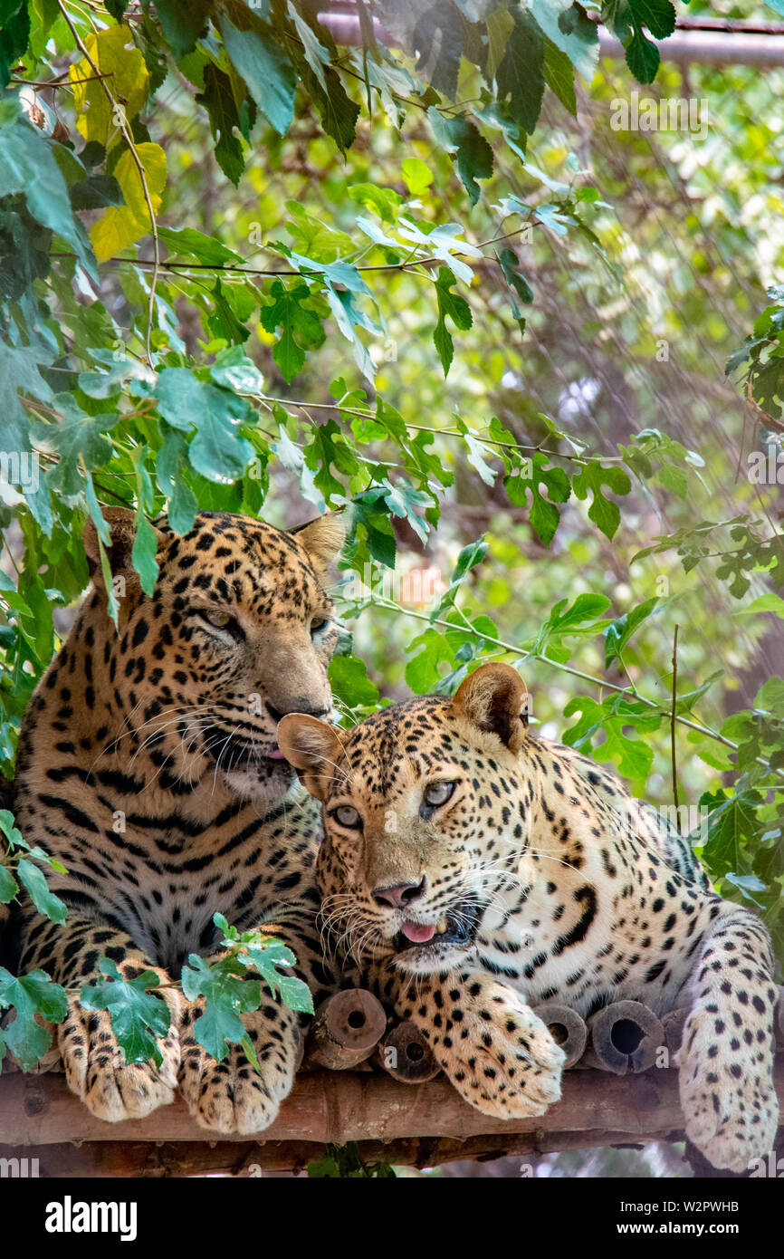 Leopard sitting hi-res stock photography and images - Alamy