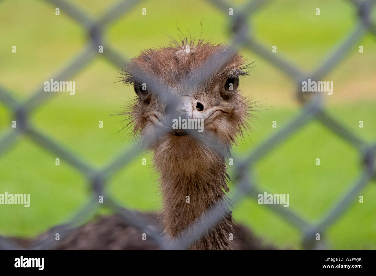 Face netting hi-res stock photography and images - Alamy