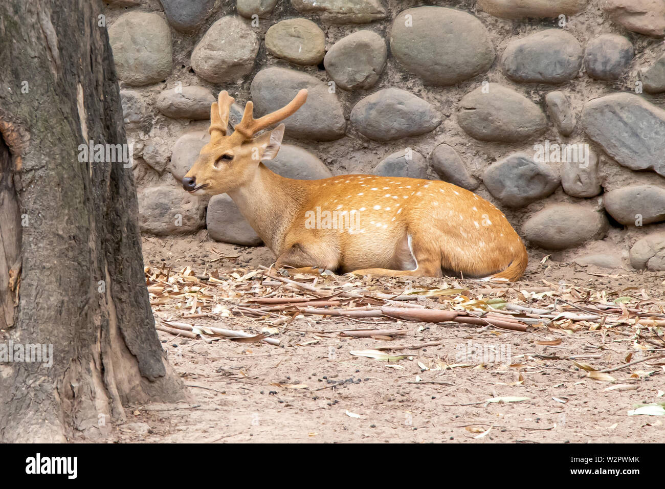 Deer Resting in shade of tree near stone wall Stock Photo - Alamy