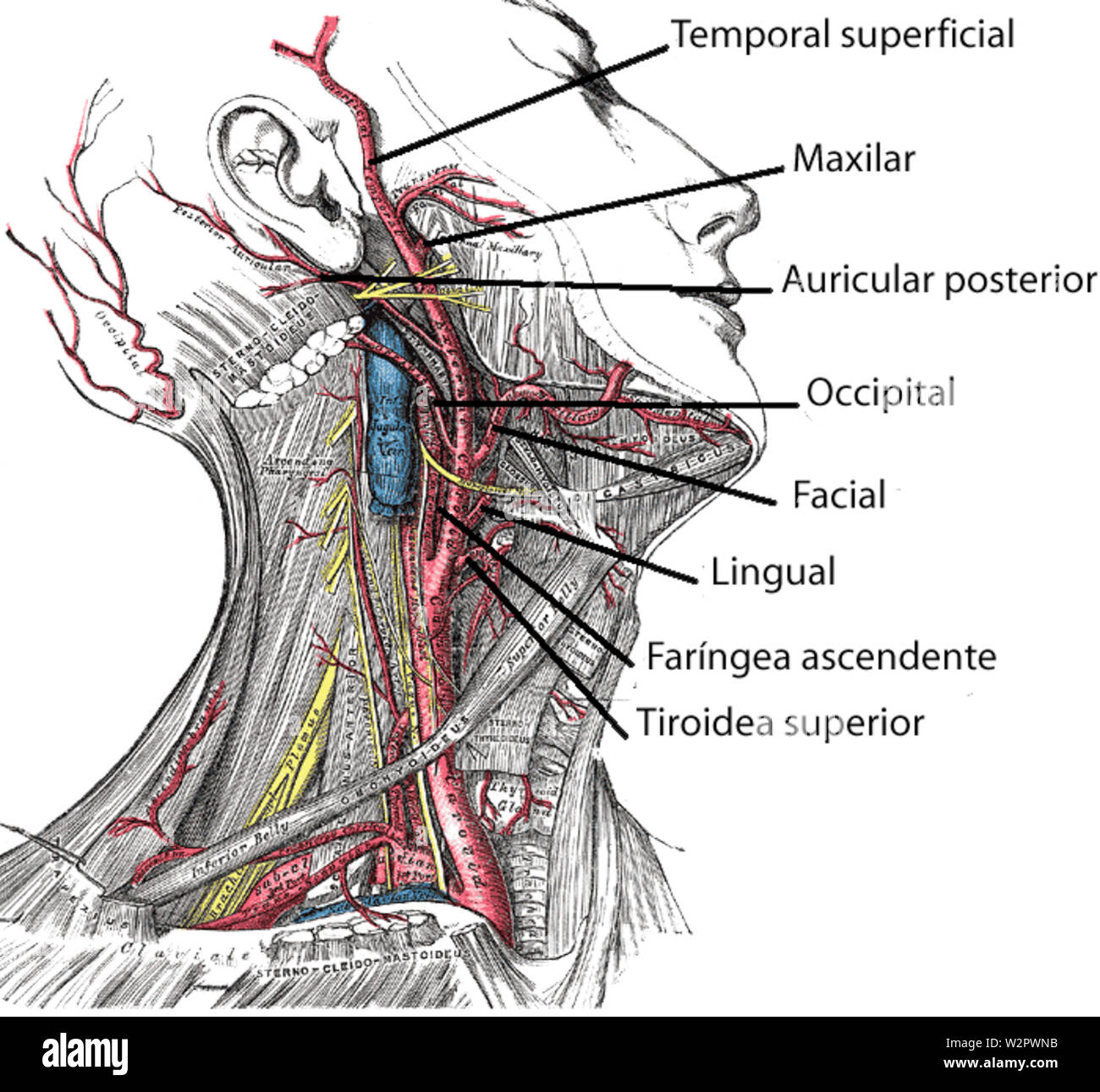 Arteria carótida externa Stock Photo - Alamy