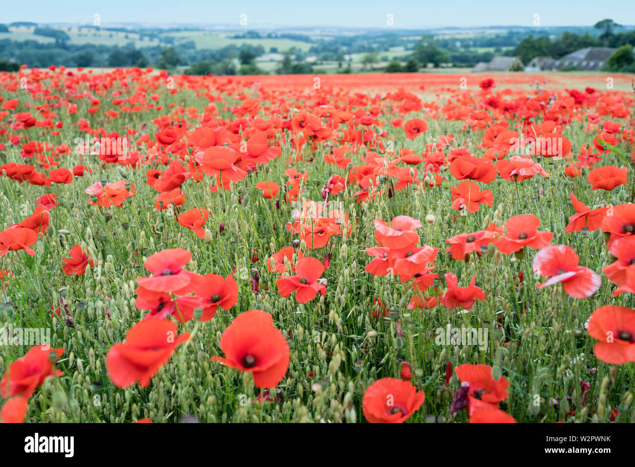 Poppy field cotswolds hi-res stock photography and images - Alamy