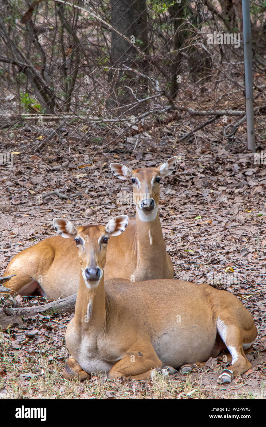 Deer staring at camera hi-res stock photography and images - Alamy