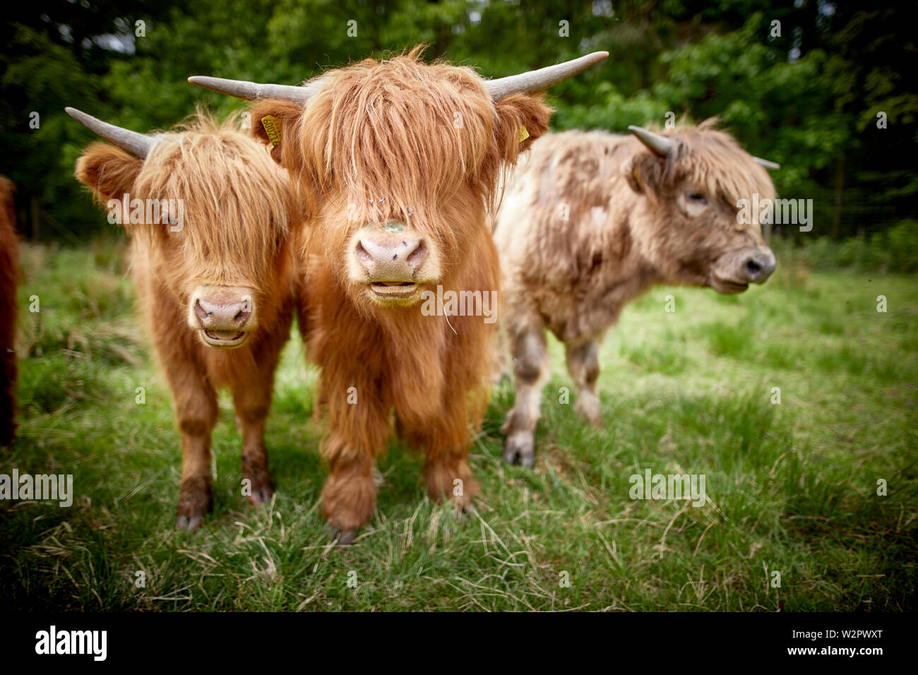 Highland cattle take up residency at Lyme Park estate Disley, Cheshire ...