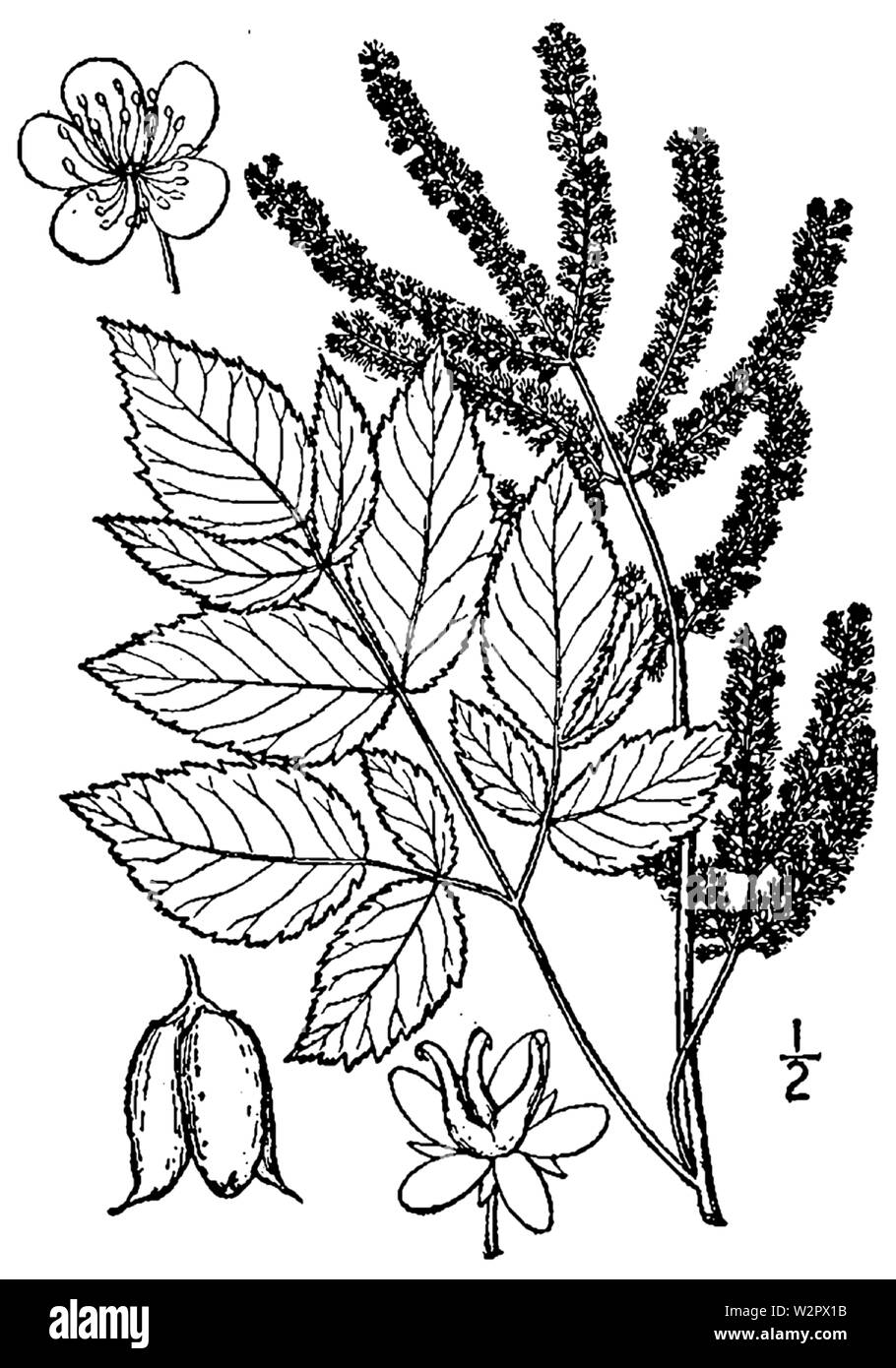 Botanical illustration of Aruncus dioicus from 1913 Stock Photo - Alamy