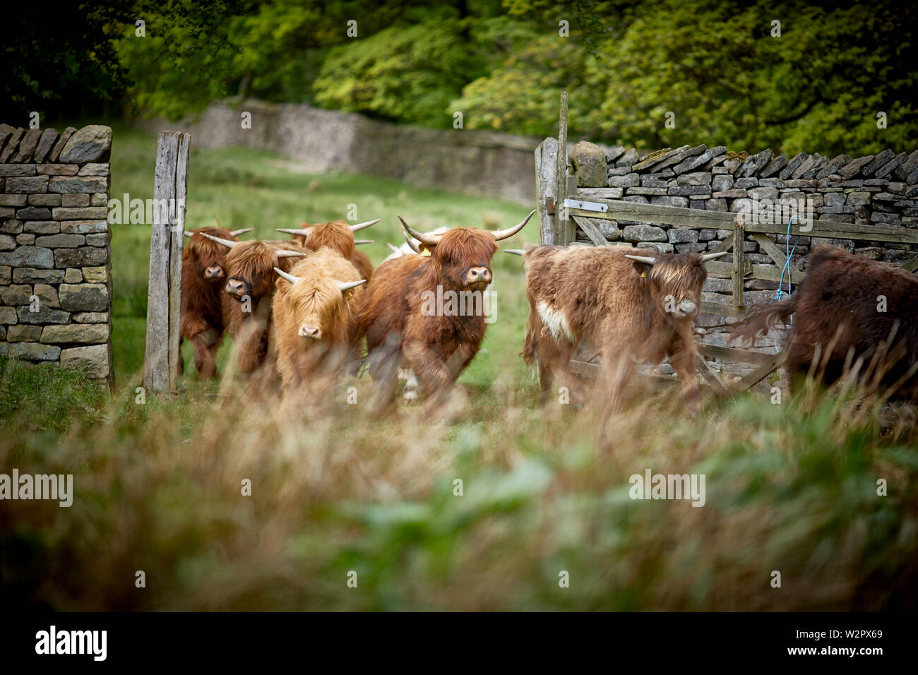 Highland charge hi-res stock photography and images - Alamy
