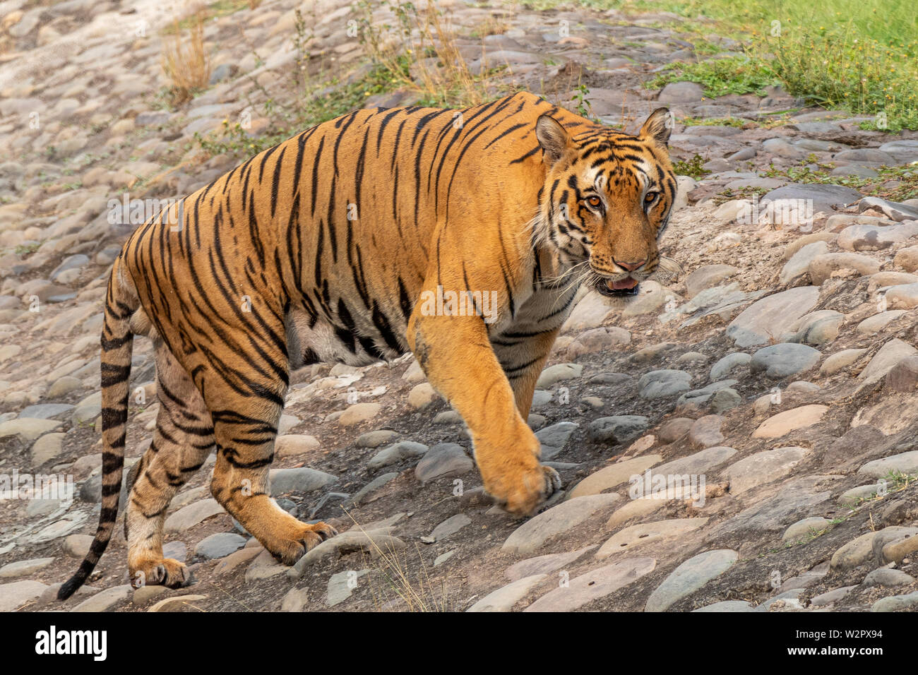 Portrait of a Royal Bengal tiger alert and staring at the camera Stock ...