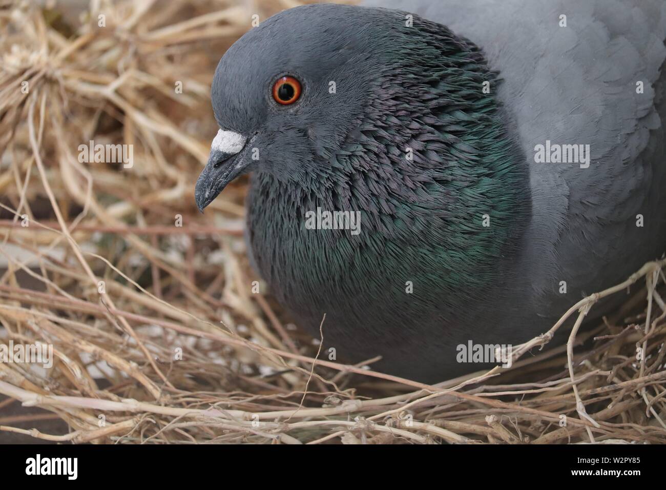Pigeon nest in india hi-res stock photography and images - Alamy