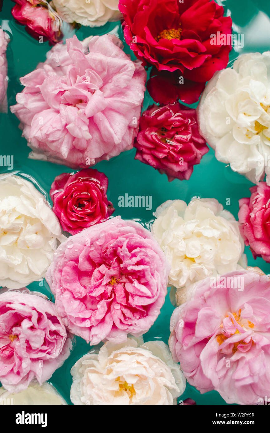 stunning floral texture of colorful roses in water on blue background ...