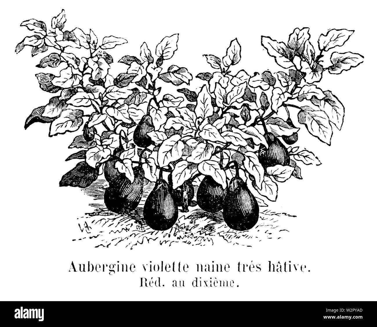 Dwarf plant variety Black and White Stock Photos & Images - Alamy